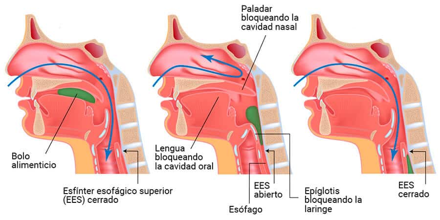 Deglución atípica: consecuencias y tratamiento | Ferrus&Bratos