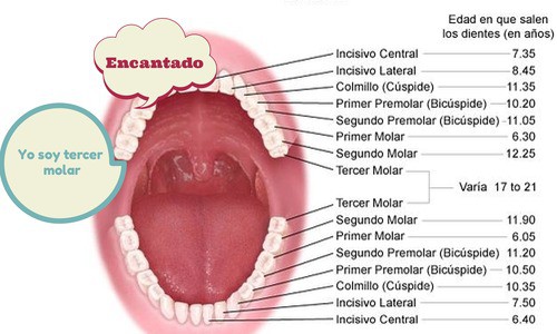 Nombres de los dientes, descubre como se llama cada diente