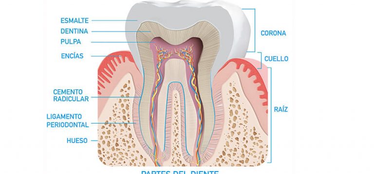 Nombres de los dientes y de las muelas | Ferrus&Bratos