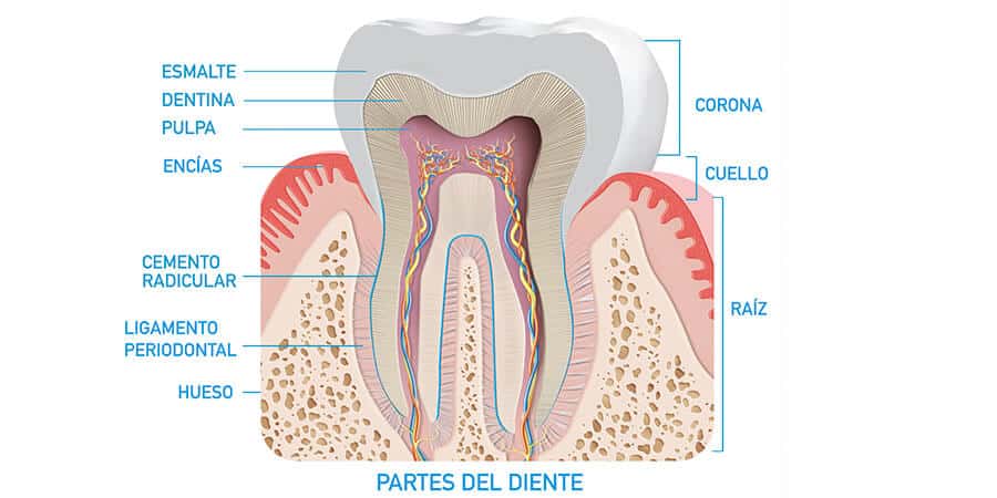 Nombre De Los Dientes De Un Niño - Actividad del Niño Nombre De Los Dientes De Un Niño - Actividad del Niño