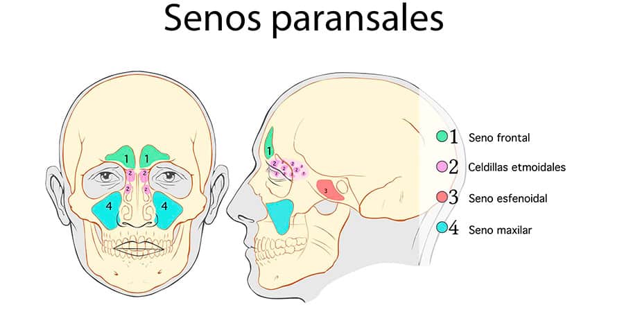 Elevación de seno maxilar: pasos y caso real | Ferrus&Bratos
